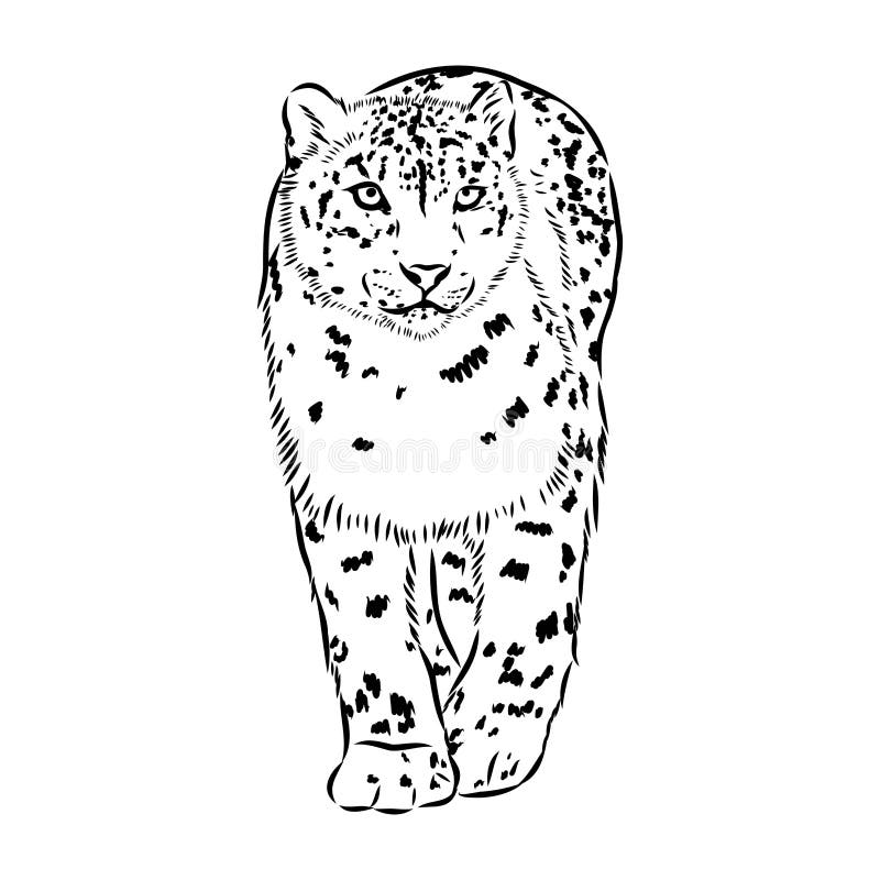 Snow Leopard , Hand Drawn Doodle, Sketch in Pop Art Style, Vector ...