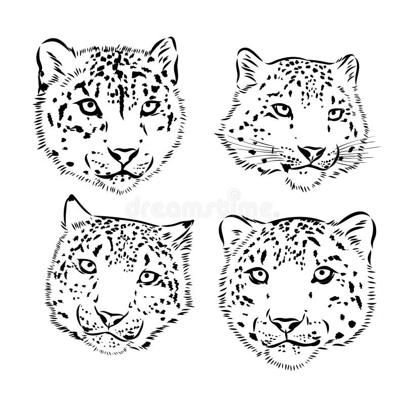 Snow Leopard , Hand Drawn Doodle, Sketch in Pop Art Style, Vector ...