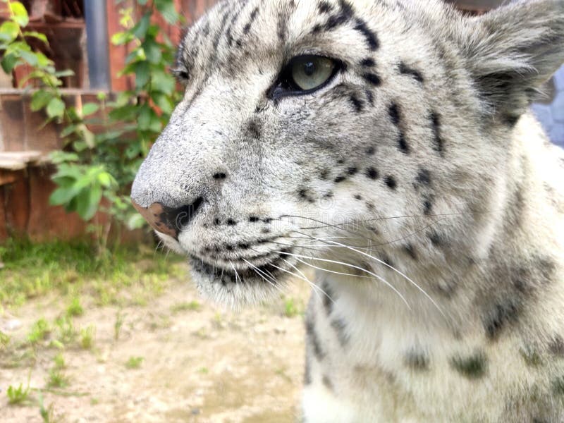 Snow leopard head close up stock image. Image of head - 338897923