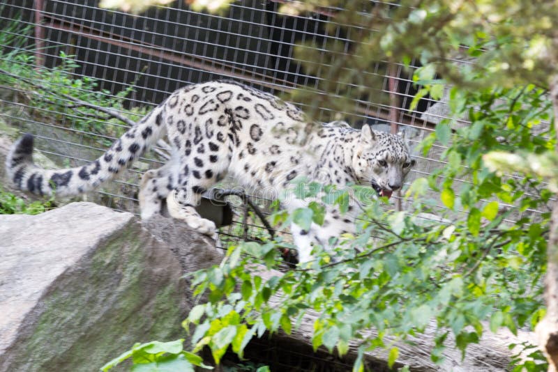 Snow leopard in movement stock photo. Image of dotted - 111180092