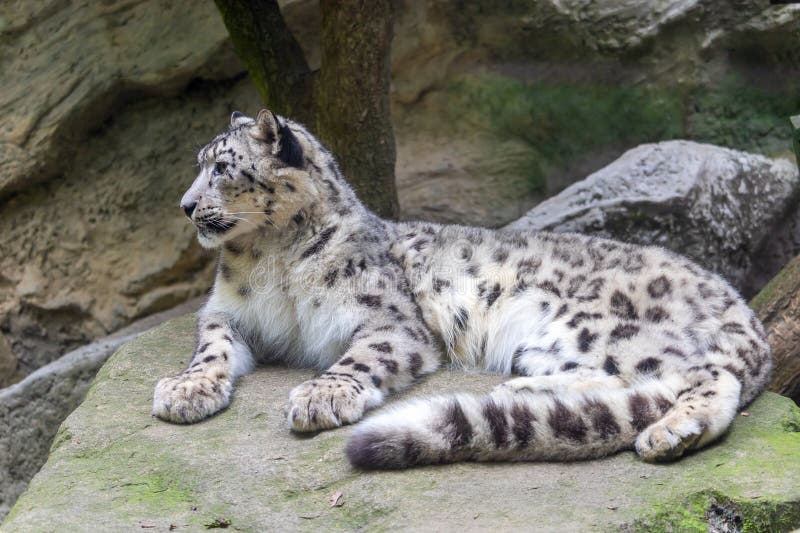 Snow Leopard, Irbis Lying on a Rock Stock Image - Image of predator ...