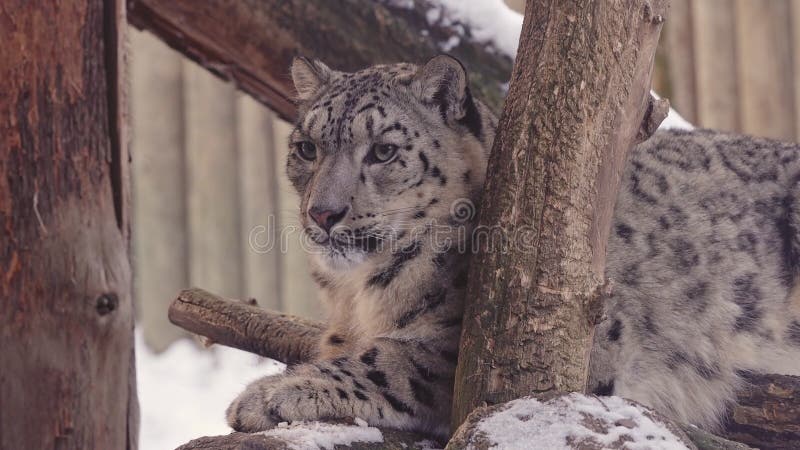 Snow Leopard - Irbis Panthera Uncia Stock Video - Video of cute, spots ...