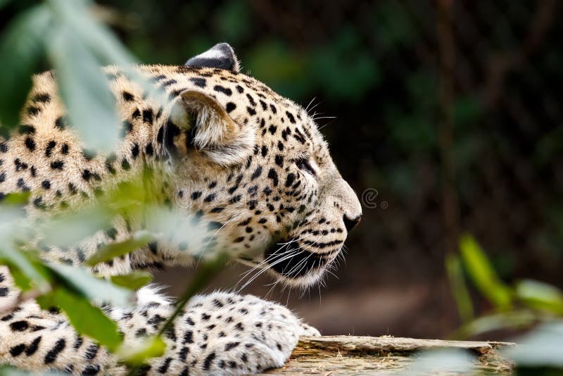 Snow Leopard Irbis (Panthera Uncia) Looking for Prey Stock Image ...