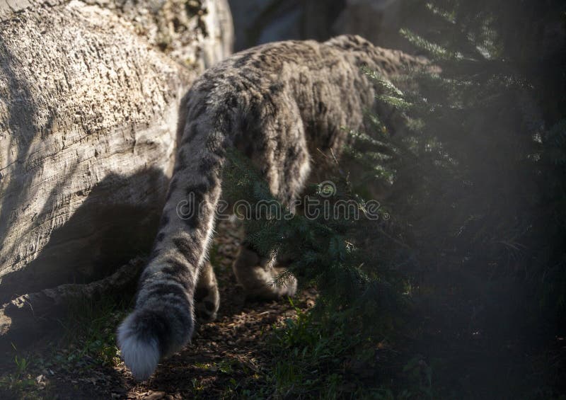 Snow Leopard Irbis (Panthera Uncia) Walking, Rear View, Tail, in Zoo ...