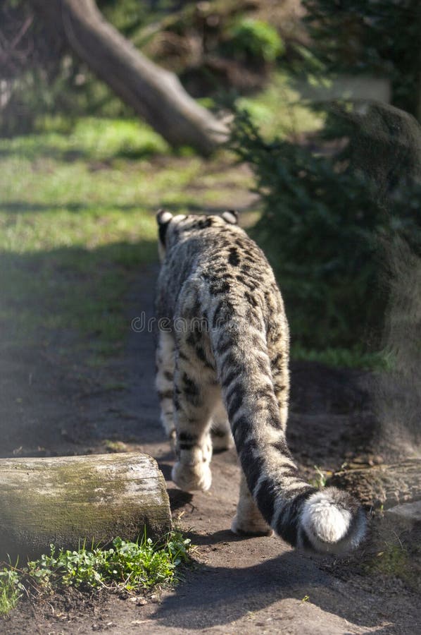 Snow Leopard Irbis (Panthera Uncia) Walking, Rear View, Tail, in Zoo ...