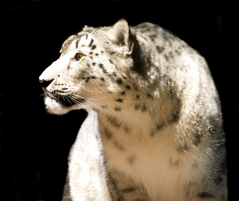 Snow leopard stock image. Image of profile, background - 5650691