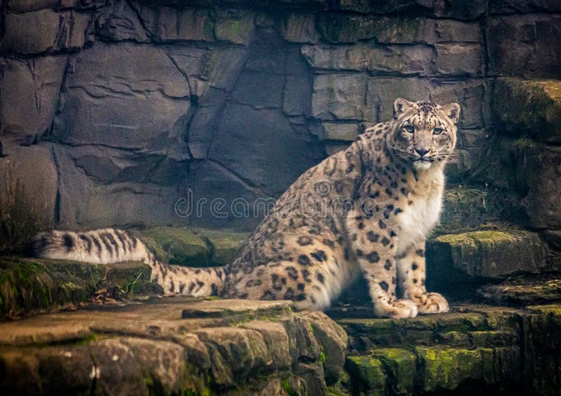 Snow Leopard in Its Enclosure Stock Photo - Image of rocks, snow: 196348782