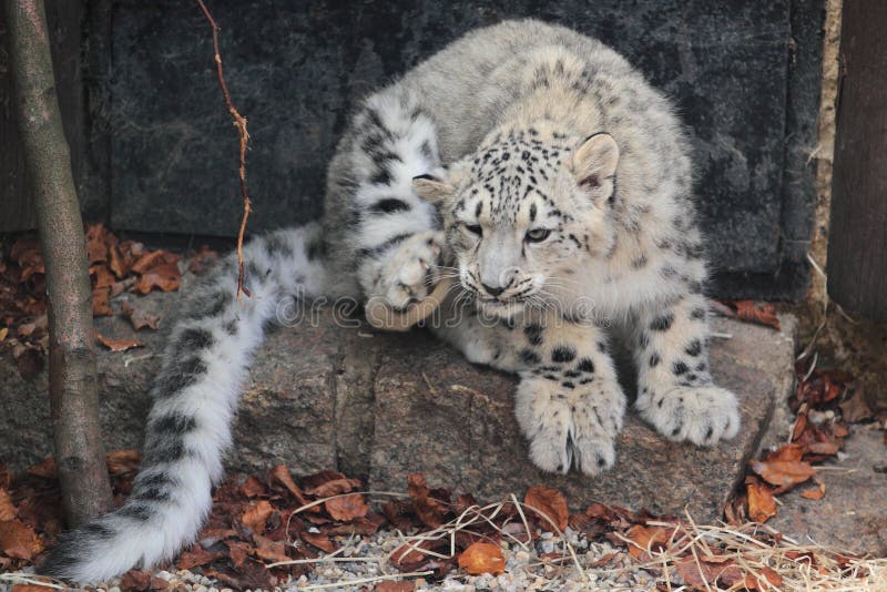 569 Snow Leopard Cub Stock Photos - Free & Royalty-Free Stock Photos ...