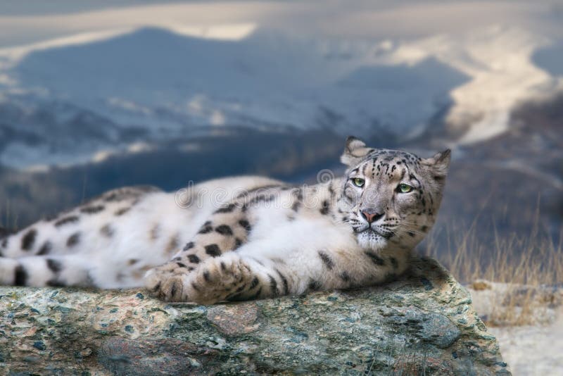 Snow Leopard Picture. Image: 9908297