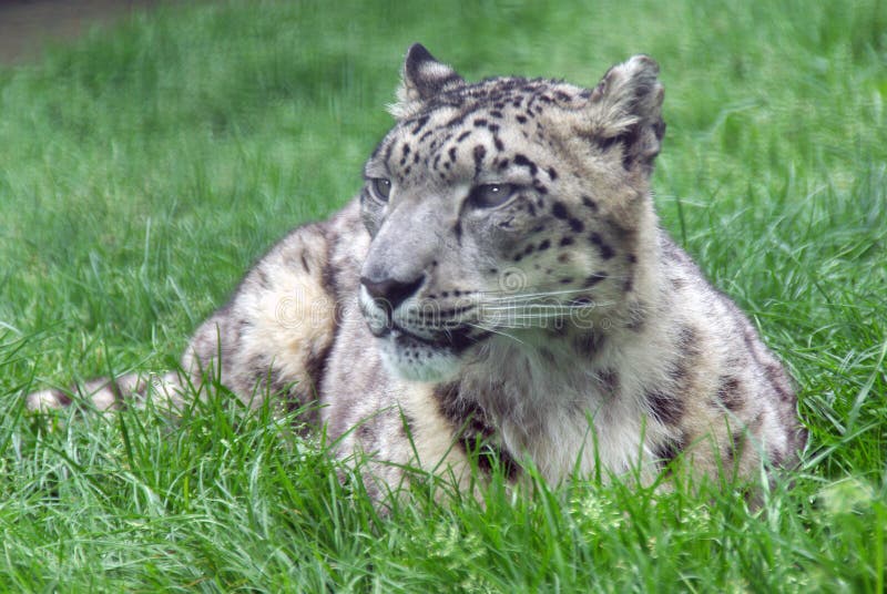 Snow Leopard Laying down. stock image. Image of animal - 3592949