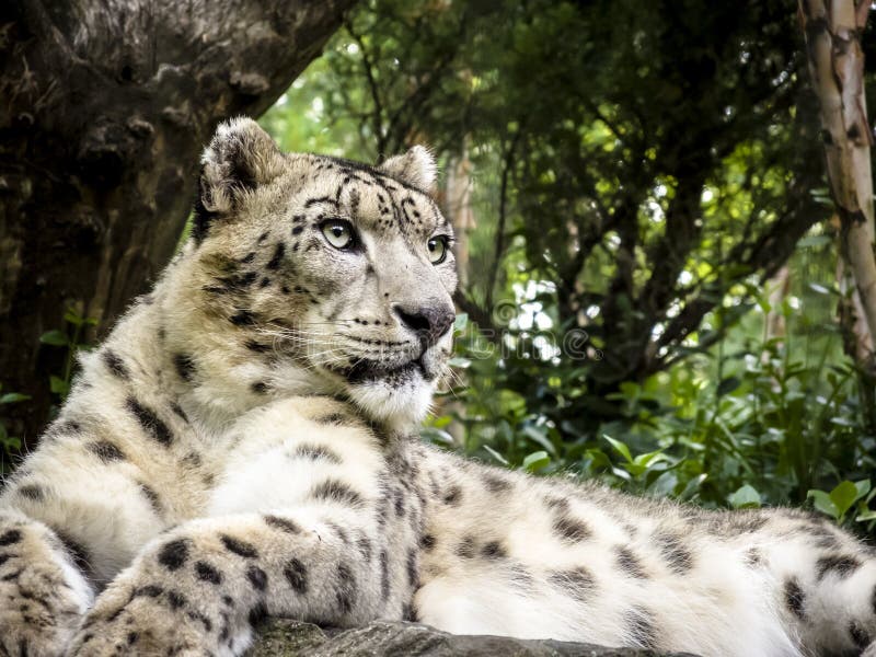 Snow leopard stock photo. Image of nature, wildcat, spots - 55726310