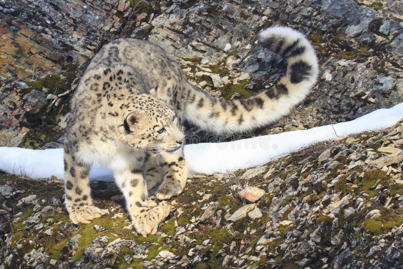 Snow Leopard With Mouth Open Stock Image Image Of Danger Forest