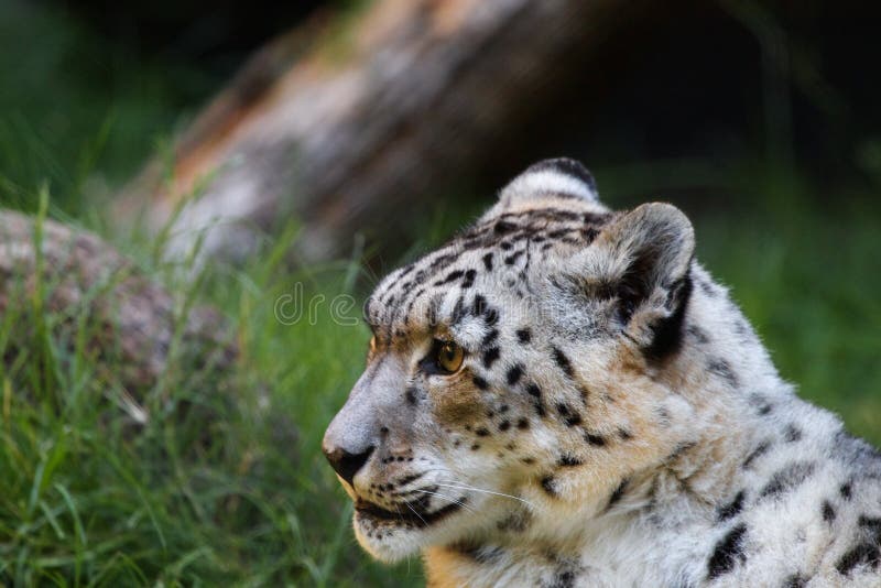 Snow leopard looking left stock photo. Image of animal - 16060346