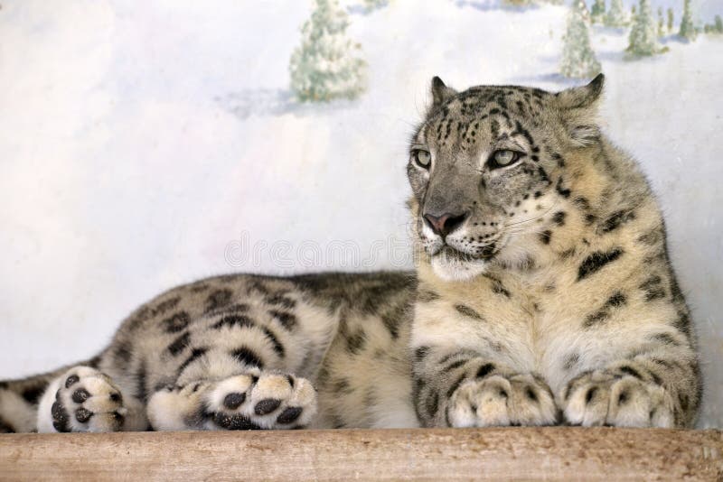 Snow Leopard Lying on Plank Stock Photo - Image of lying, marking ...