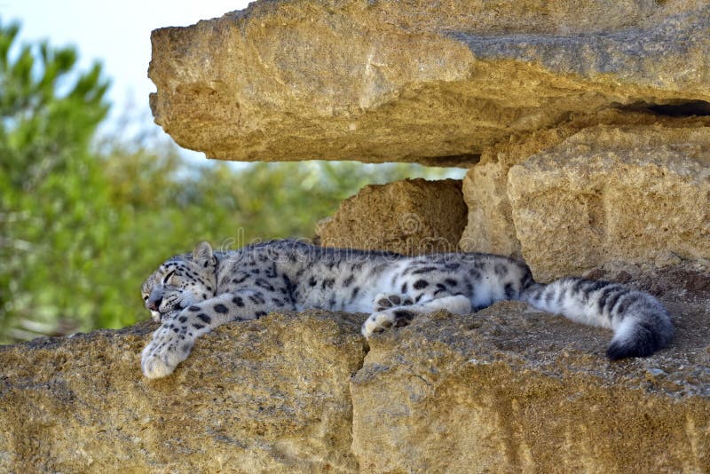 Snow leopard lying on rock stock image. Image of uncia - 245342267