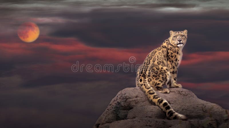 Snow leopard in moon light stock photo. Image of wildlife - 84143342
