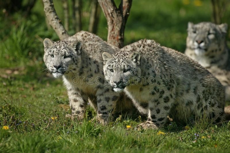Snow Leopard or Ounce, Uncia Uncia Stock Photo - Image of outdoor ...