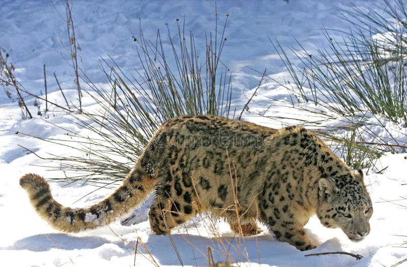 Snow Leopard or Ounce, Uncia Uncia, Adult Standing on Snow Stock Photo ...