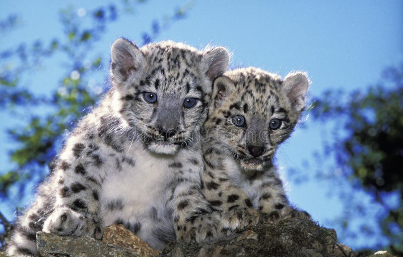 SNOW LEOPARD or OUNCE Uncia Uncia, CUB Stock Image - Image of wildlife ...