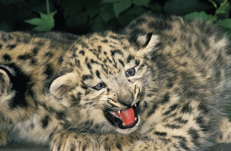 Snow Leopard or Ounce, Uncia Uncia, Cub with Open Mouth Stock Image ...