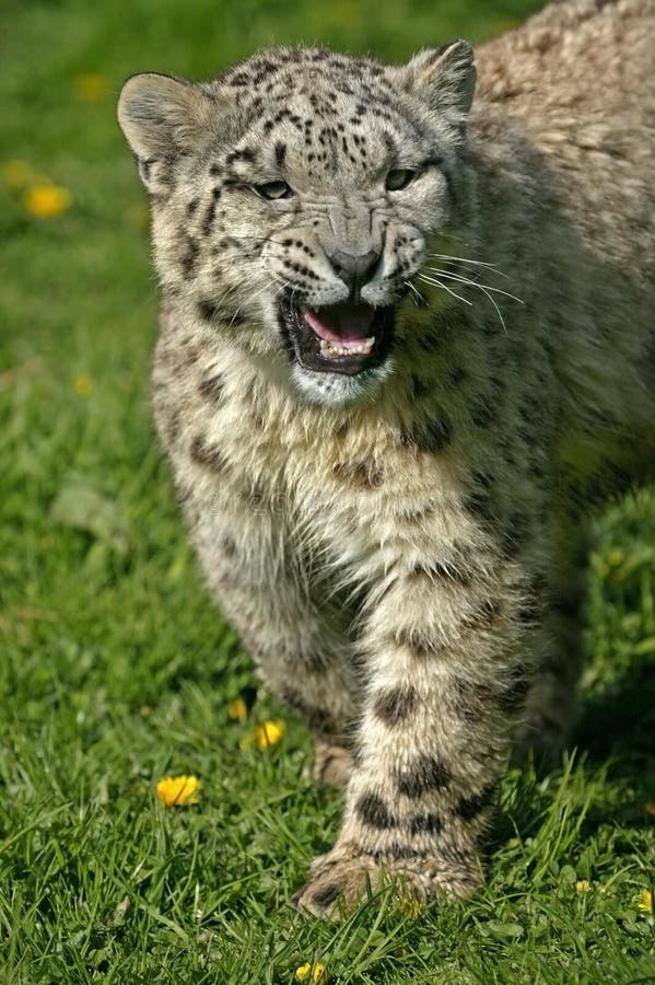 Snow Leopard or Ounce, Uncia Uncia, Cub Snarling Stock Photo - Image of ...