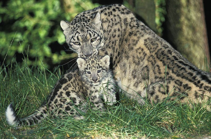 Snow Leopard or Ounce, Uncia Uncia, Mother and Cub Stock Photo - Image ...