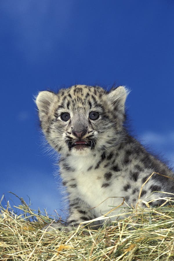 Snow Leopard or Ounce, Uncia Uncia, Adult Standing on Snow Stock Photo ...