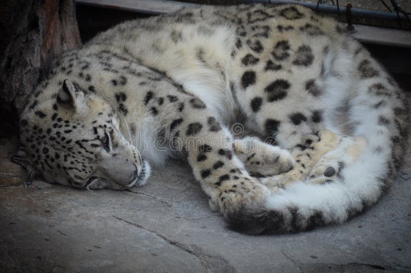 Snow Leopard in the Outdoors during Summer Stock Photo - Image of ...