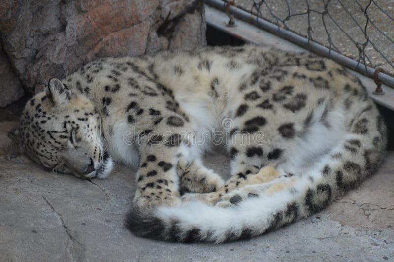 Snow Leopard in the Outdoors during Summer Stock Image - Image of ...