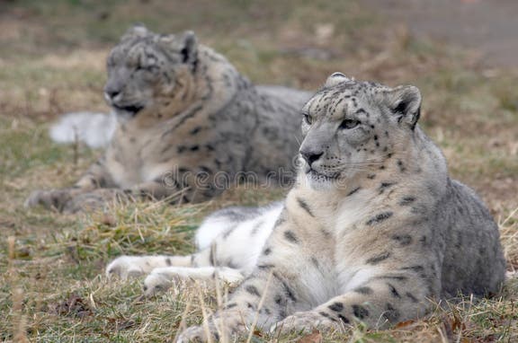 Snow leopard pair stock photo. Image of carnivore, creature - 2305126