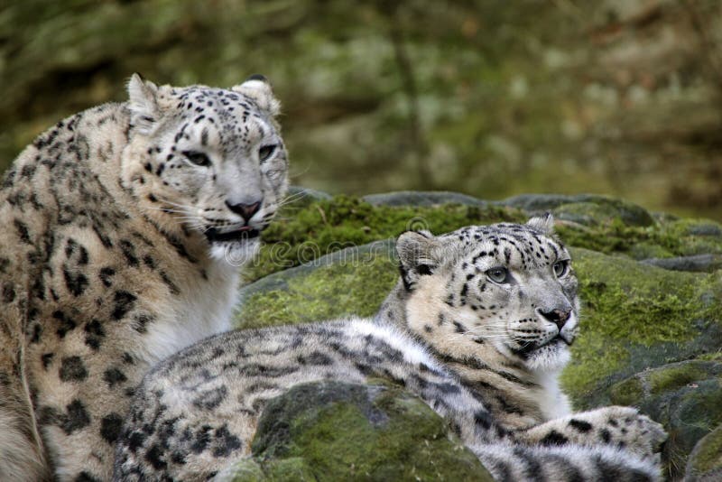 Snow Leopard Pounce Stock Photos - Free & Royalty-Free Stock Photos ...