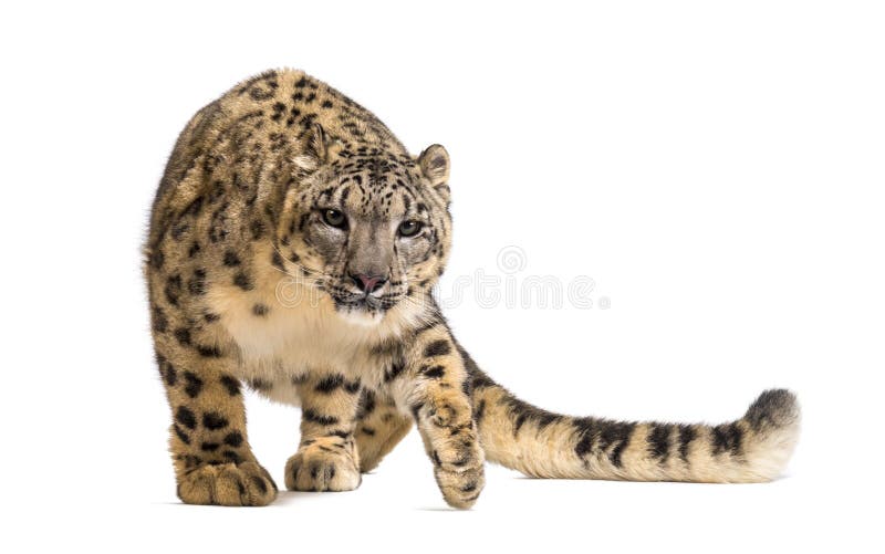 Snow Leopard, Uncia Uncia or Panthera Uncial Stock Photo - Image of ...