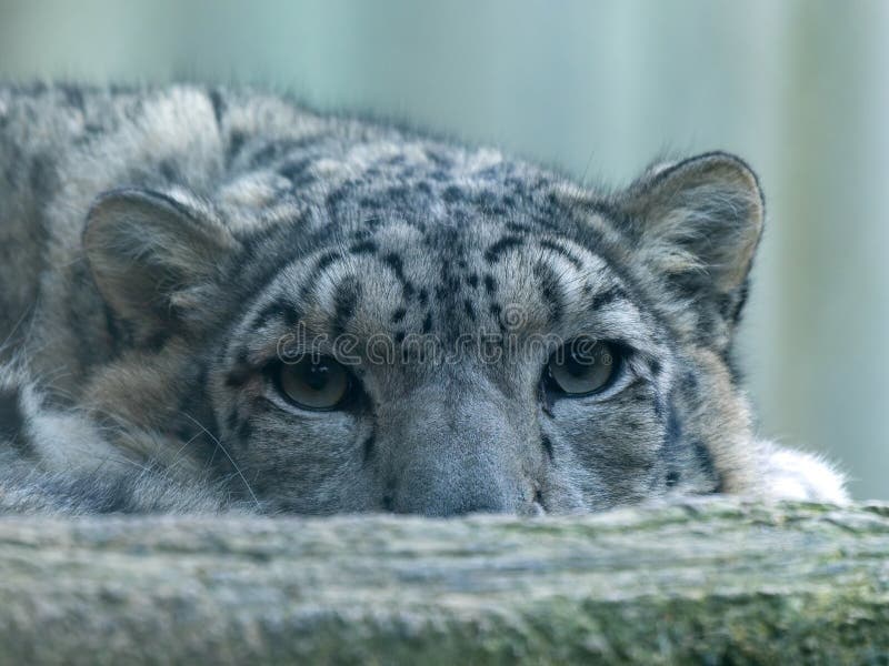 The Snow Leopard, Panthera Uncia, Hidden Behind a Trunk Observes the ...