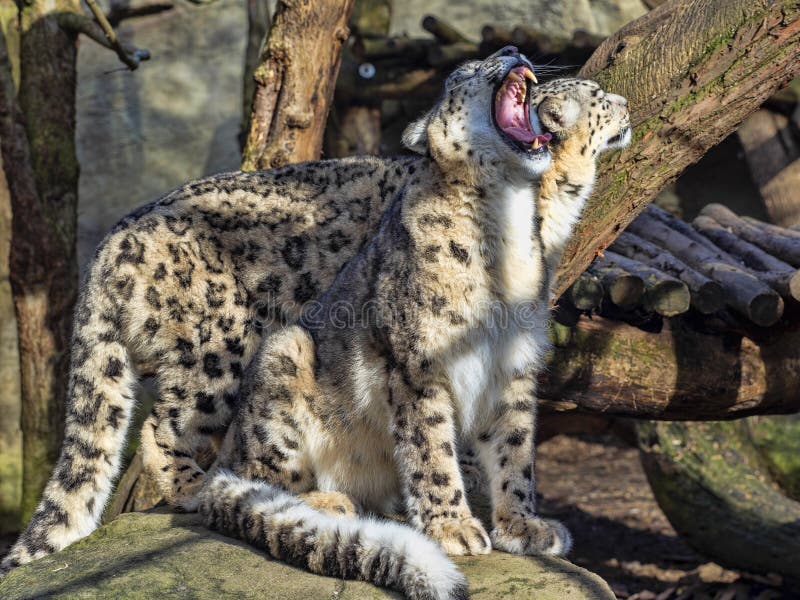Snow Leopard, Panthera Uncia, Lies on a Tree and Observes the ... Snow Leopard, Panthera Uncia, Lies on a Tree and Observes the ...
