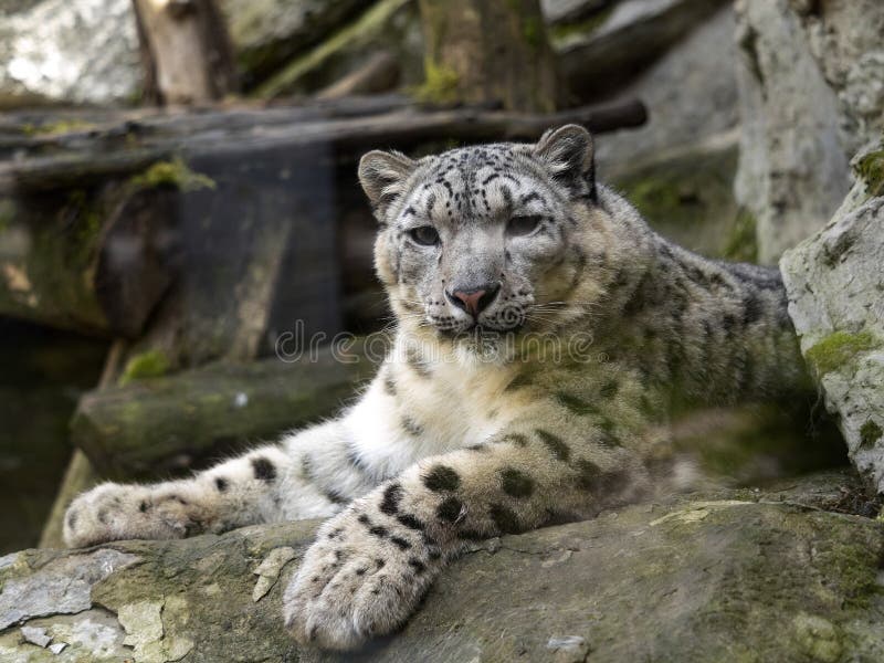 Snow Leopard, Panthera Uncia, Observes the Surroundings Stock Image ... Snow Leopard, Panthera Uncia, Observes the Surroundings Stock Image ...