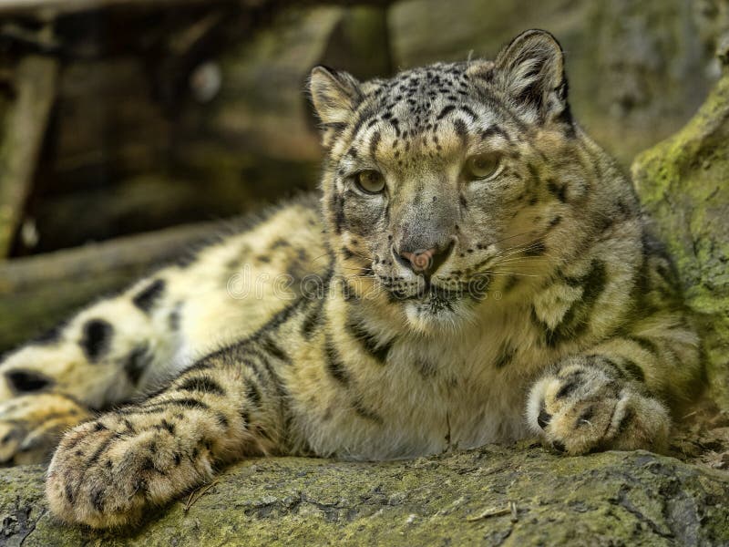 Snow Leopard, Panthera Uncia, Observes the Surroundings on an Elevated ... Snow Leopard, Panthera Uncia, Observes the Surroundings on an Elevated ...