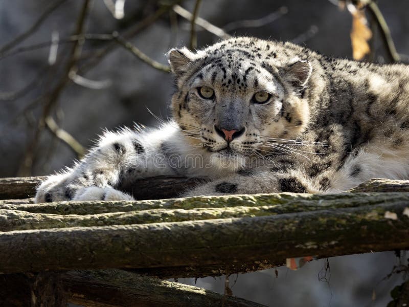 Snow Leopard, Panthera Uncia, Rests on a Trunk and Observes the ... Snow Leopard, Panthera Uncia, Rests on a Trunk and Observes the ...