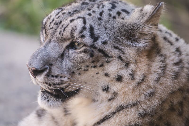 Snow Leopard - Panthera Uncia or Uncia Uncia Stock Image - Image of ...