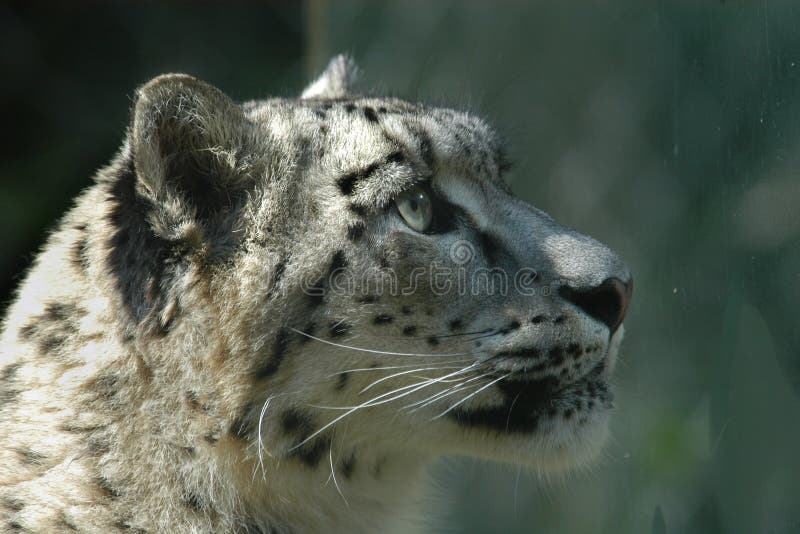 Snow Leopard Pamir Stock Photos - Free & Royalty-Free Stock Photos from ...