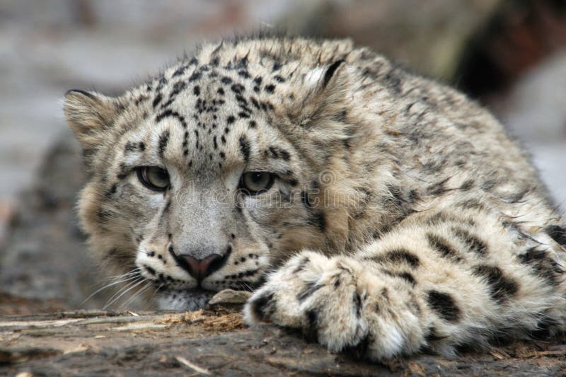 Snow Leopard Pamir Stock Photos - Free & Royalty-Free Stock Photos from ...
