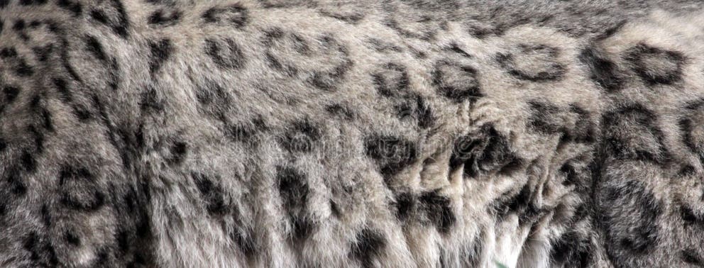 Snow Leopard Pelt stock image. Image of teeth, predator - 22269477