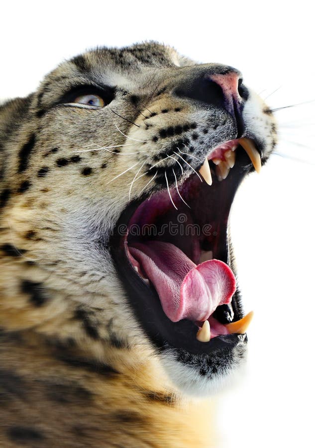 142 Angry Leopard Snow Stock Photos - Free & Royalty-Free Stock Photos ...