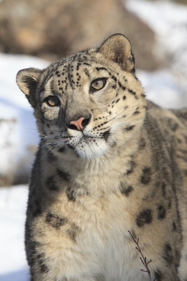 Snow Leopard Portrait stock photo. Image of animals, long - 36416584