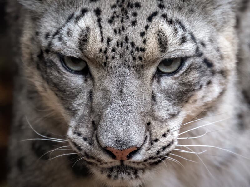 Snow Leopard Fish Stock Photos - Free & Royalty-Free Stock Photos from ...