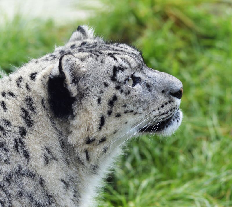 The Rare Snow Leopard stock photo. Image of black, mountains - 81104248