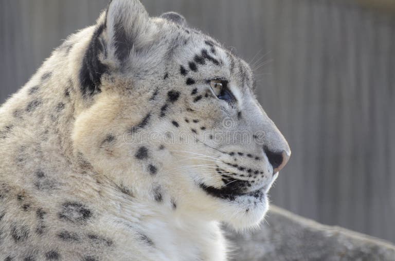 Snow leopard profile stock photo. Image of profile, spotted - 22631982