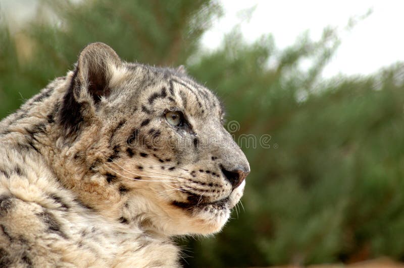 Snow Leopard stock image. Image of serval, africa, leopard - 3064627