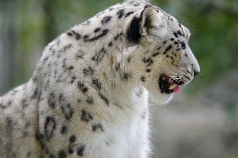 Snow Leopard in Profile stock image. Image of endangered - 84425729