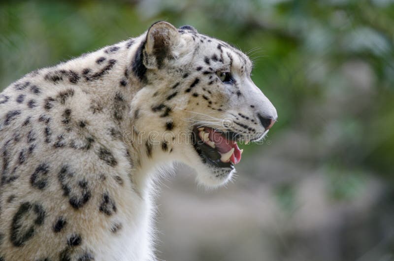Snow Leopard Profile stock photo. Image of endangered - 84427110