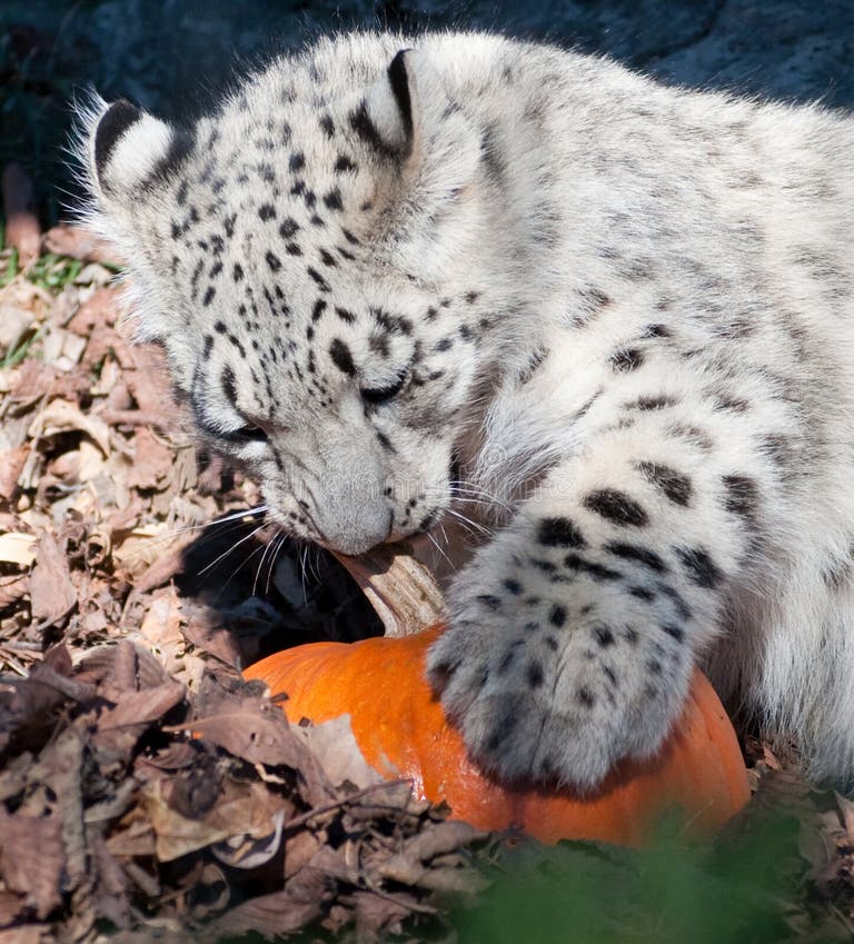 1,069 Pumpkin Paw Bones Stock Photos - Free & Royalty-Free Stock Photos ...